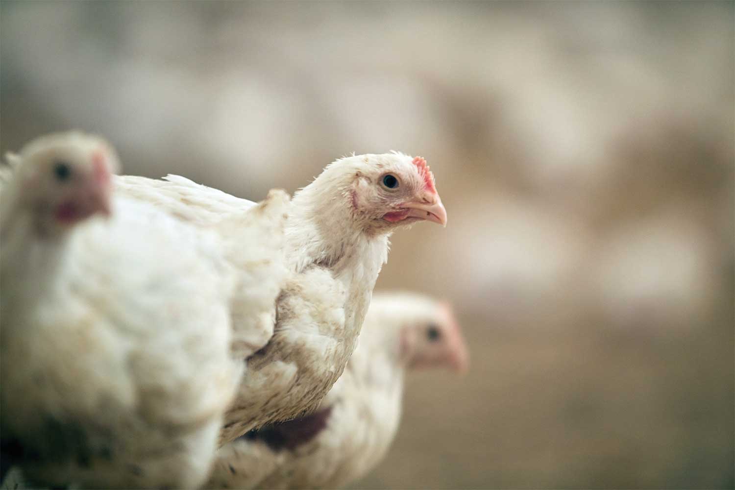 How to talk to your guests about the sustainability of Canadian chicken ...